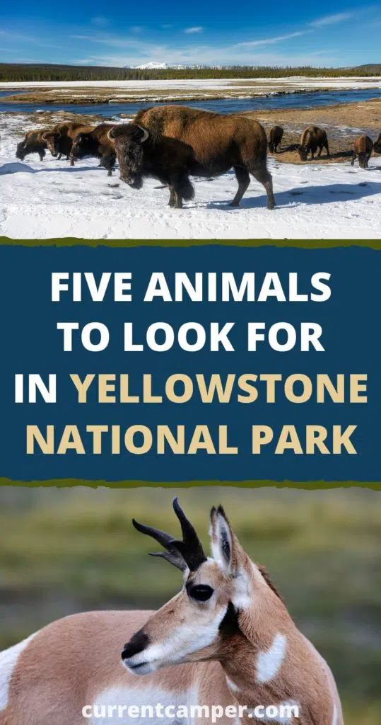 5 Prominent Mammals at Yellowstone National Park