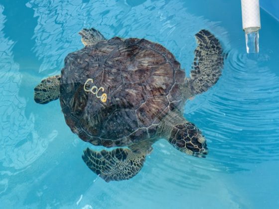 Which Florida Key Should I Visit?